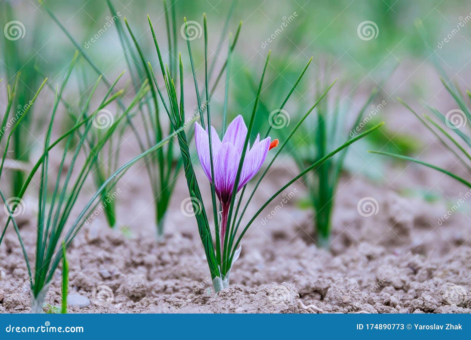 Saffron Flowers on a Saffron Field during Flowering Stock Image - Image ...