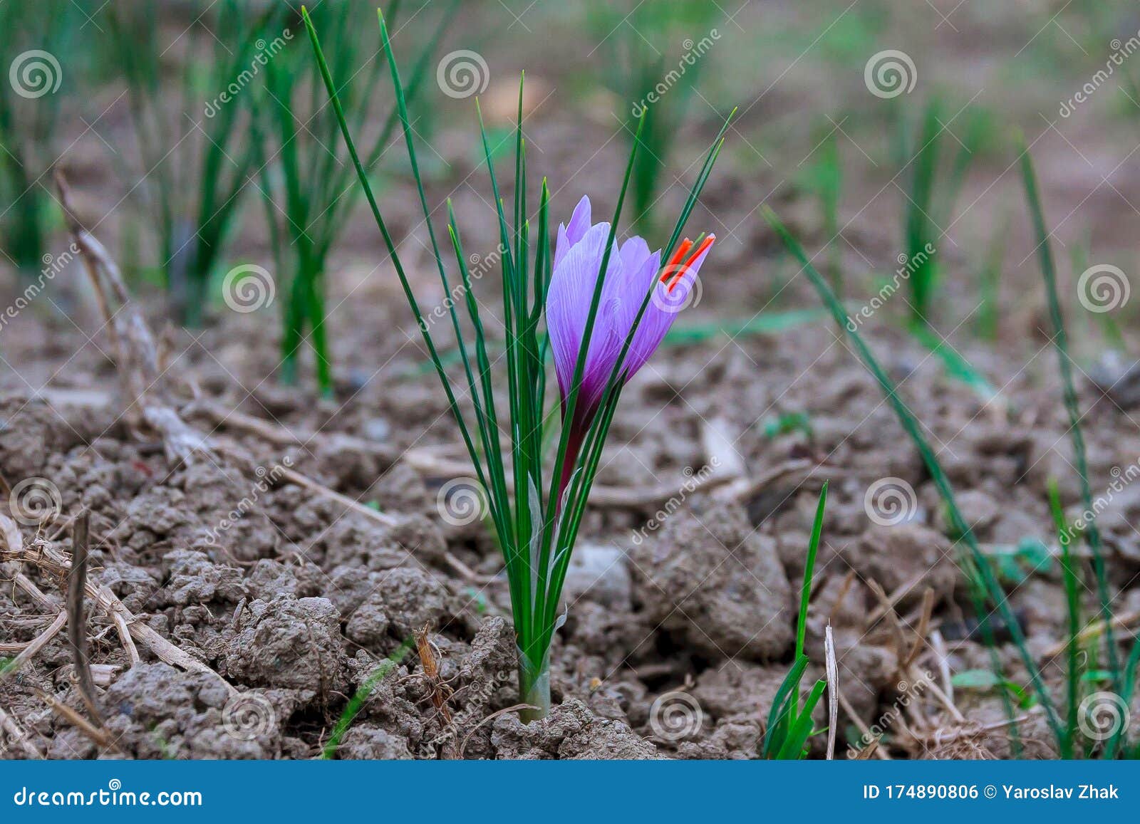 Saffron Flowers on a Saffron Field during Flowering Stock Photo - Image ...