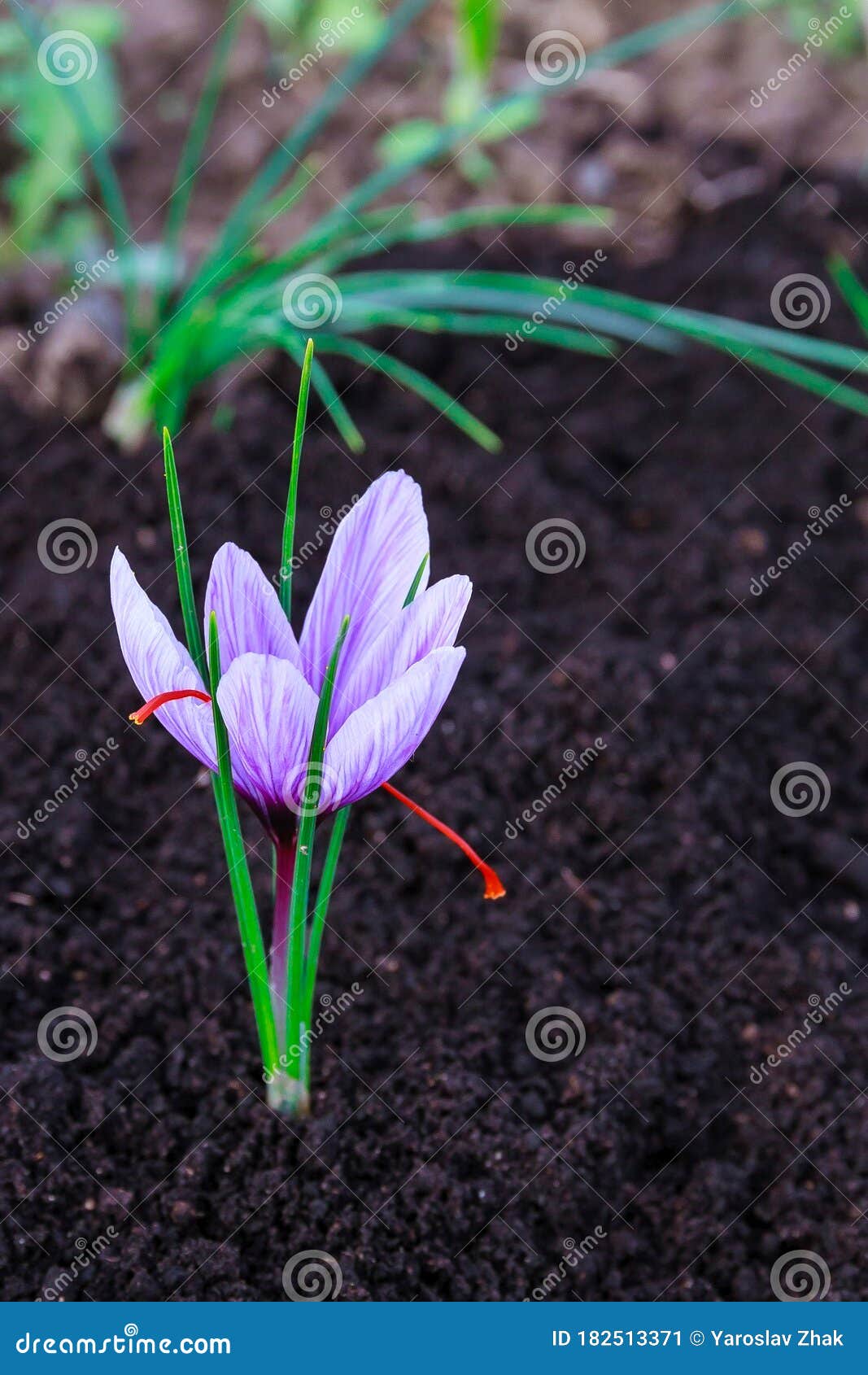 Saffron Flowers on a Saffron Field during Flowering Stock Image - Image ...