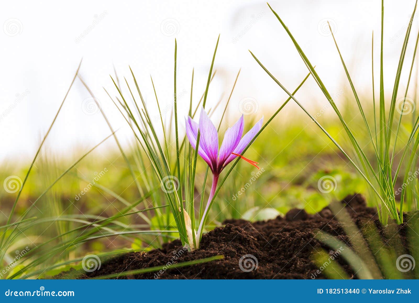 Saffron Flowers on a Saffron Field during Flowering Stock Photo - Image ...