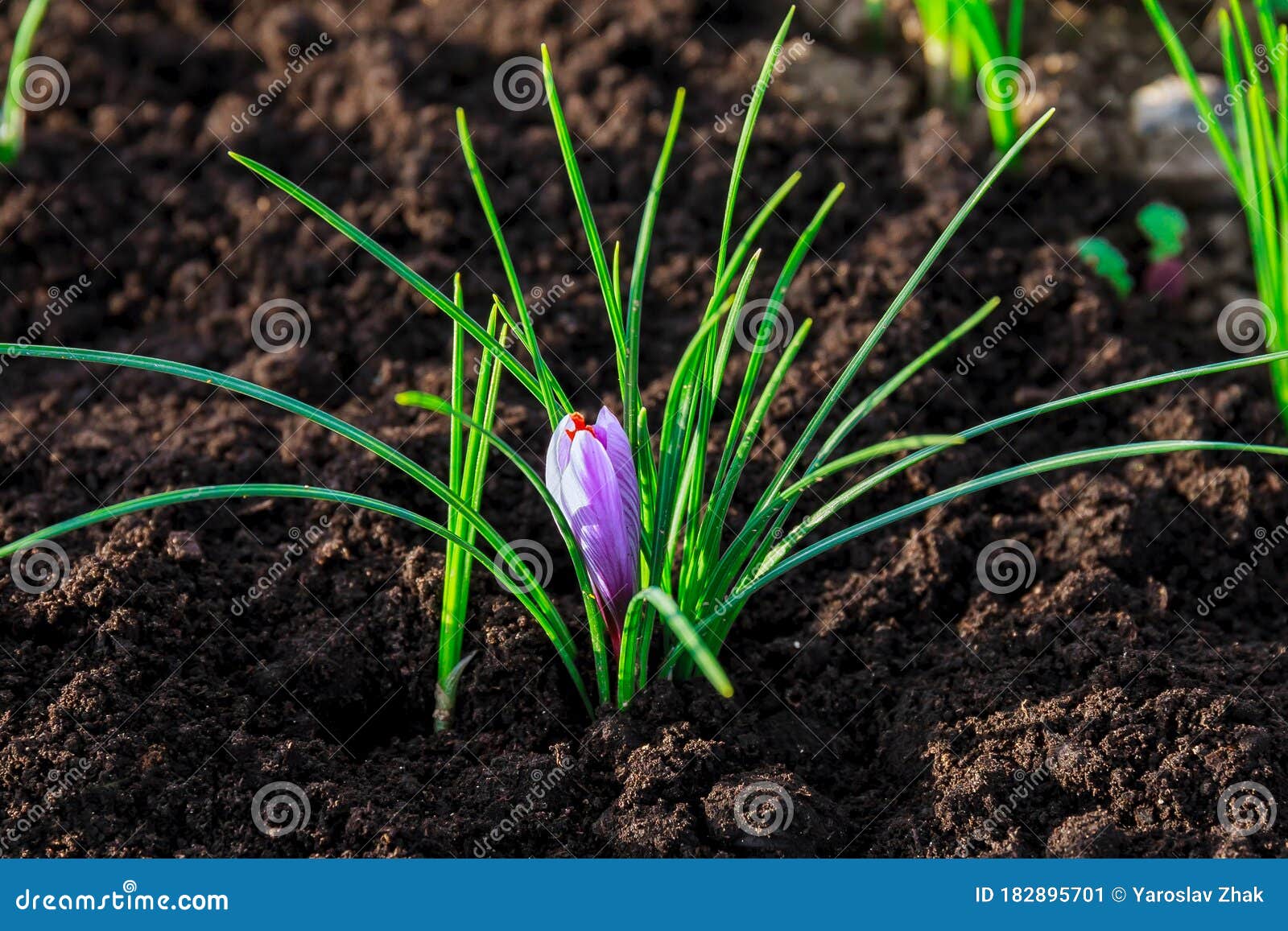 Saffron Flowers on a Saffron Field during Flowering Stock Image - Image ...