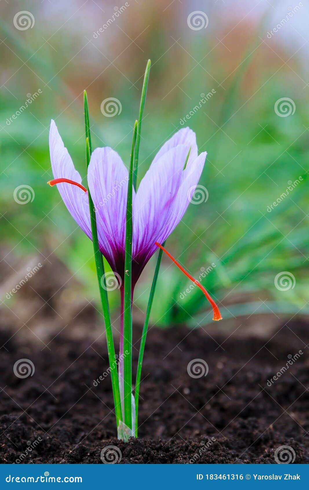 Saffron Flowers on a Saffron Field during Flowering Stock Photo - Image ...