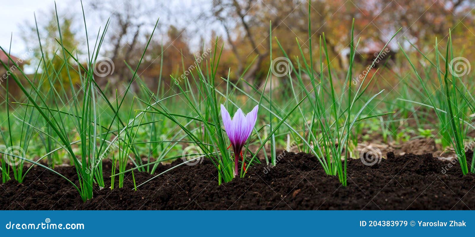 Saffron Flowers on a Saffron Field during Flowering Stock Image - Image ...