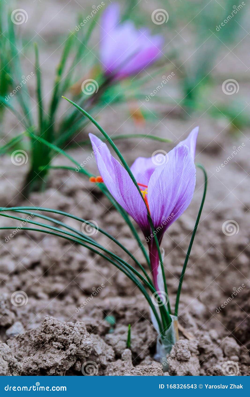 Saffron Flowers on a Saffron Field during Flowering Stock Image - Image ...