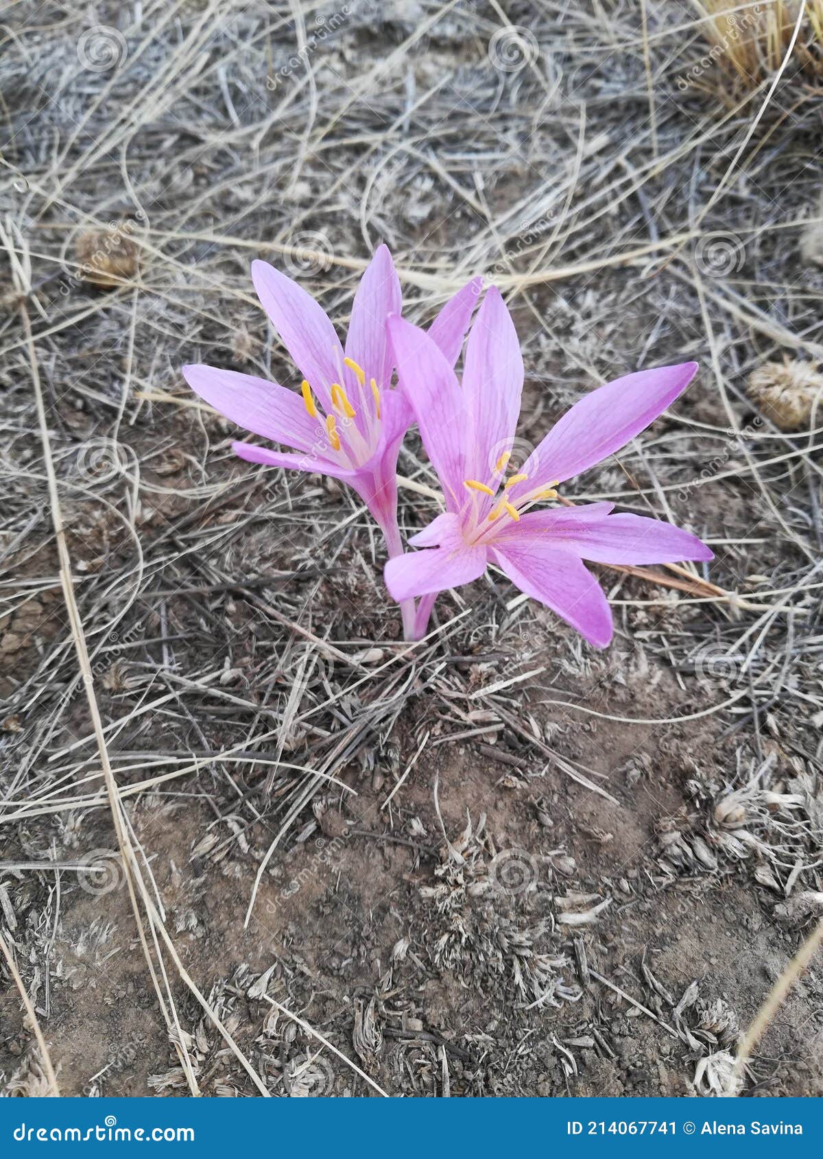 Saffron flowers stock image. Image of petal, flowers - 214067741