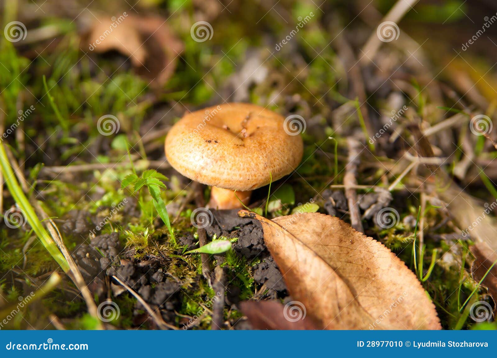 Saffron milk cap stock photo. Image of green, fungi, closeup - 28977010