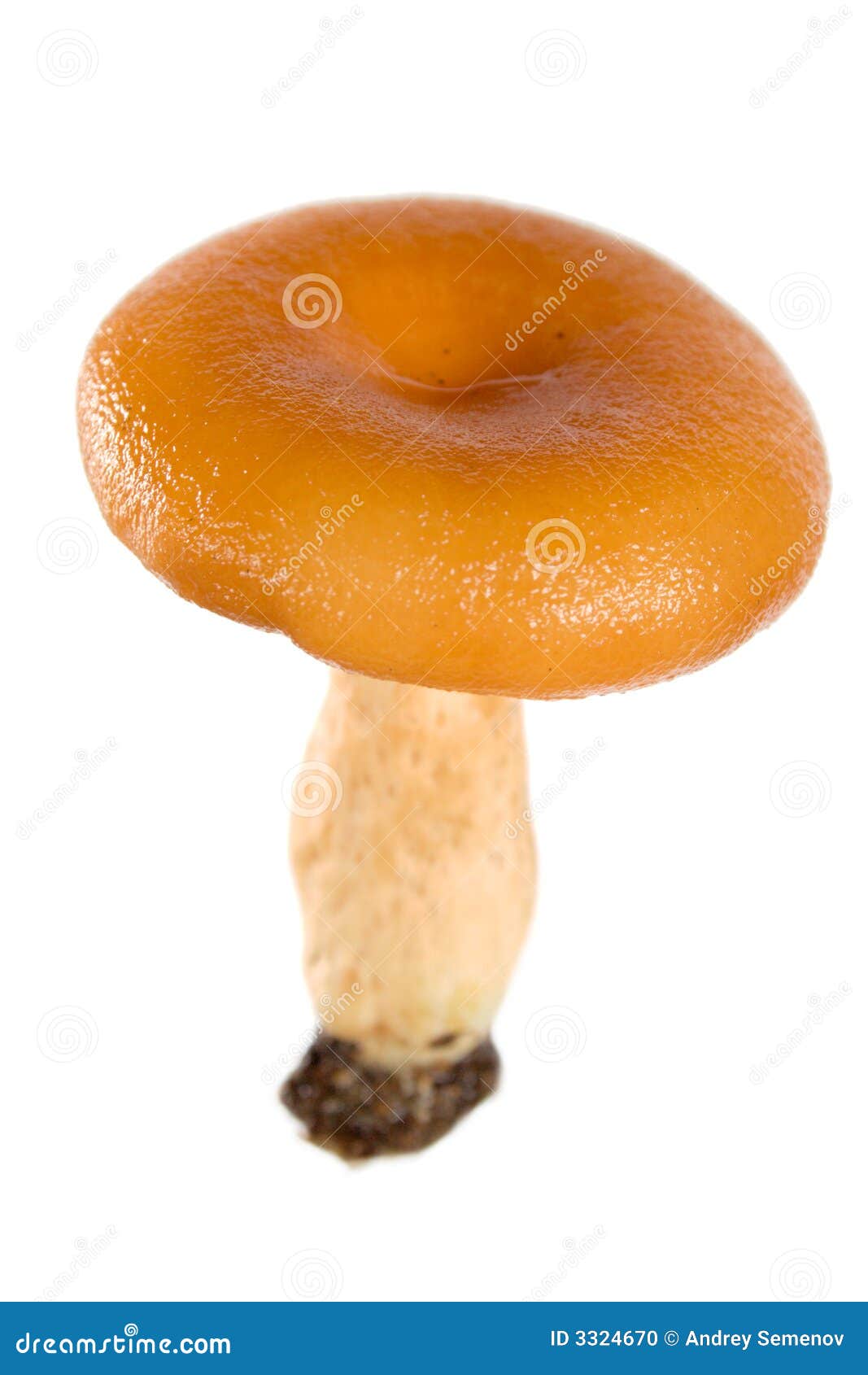 Saffron milk cap stock photo. Image of real, appetizing - 3324670