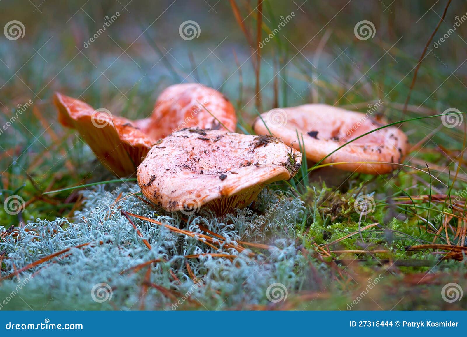 Saffron milk cap mushrooms stock photo. Image of lactarius - 27318444