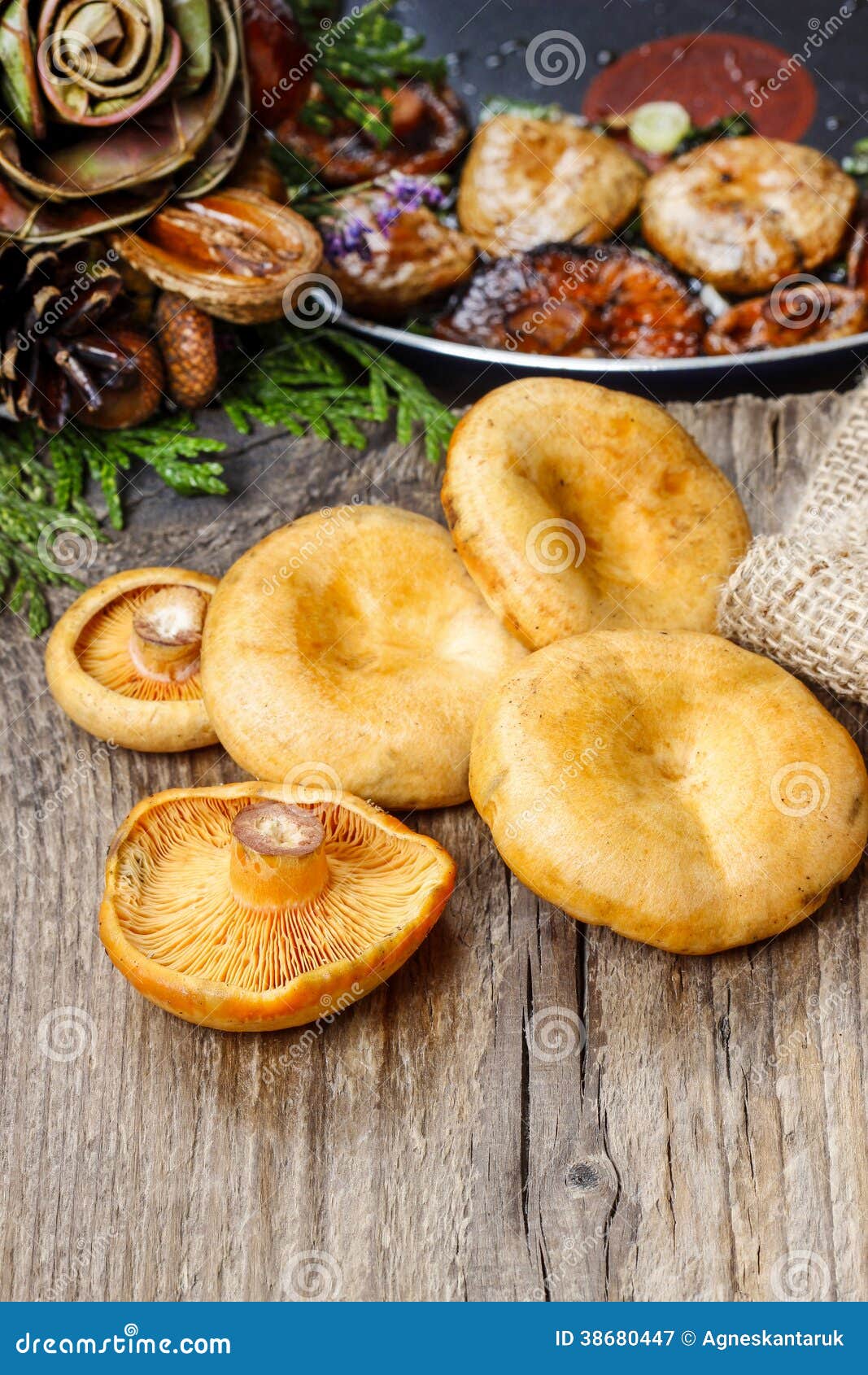 Saffron milk cap mushrooms stock image. Image of lactarius - 38680447