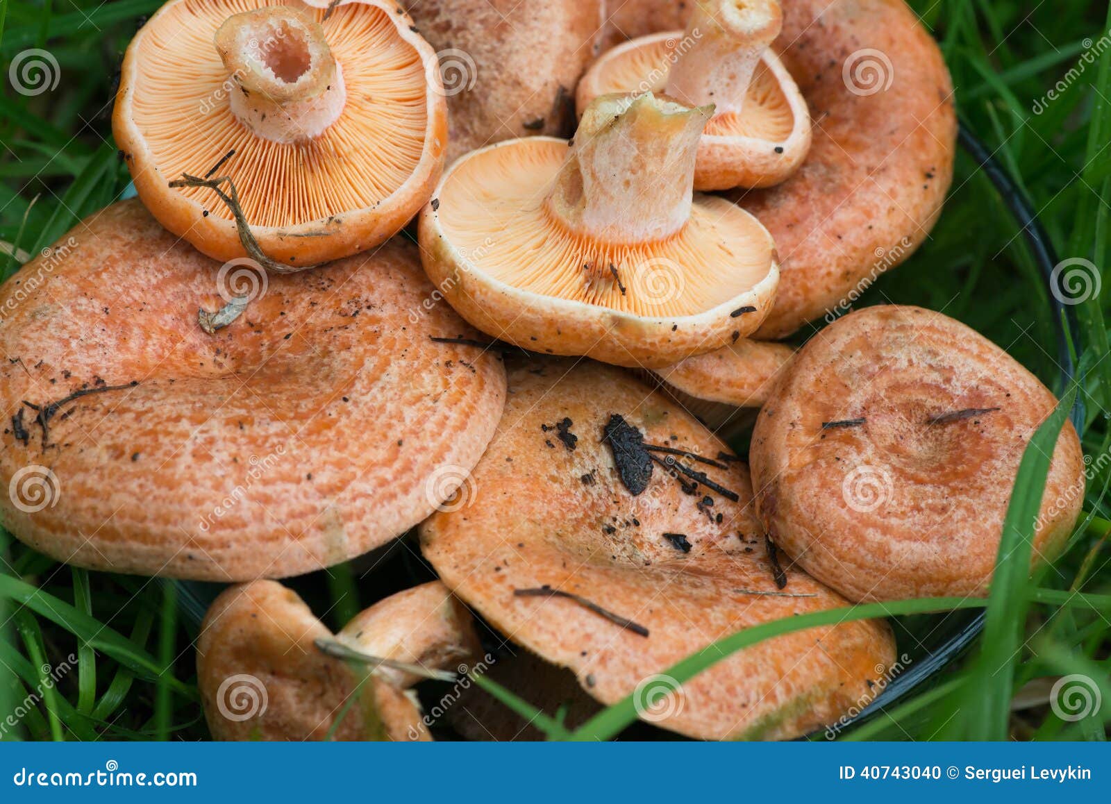 Saffron milk caps closeup stock photo. Image of saffron - 40743040