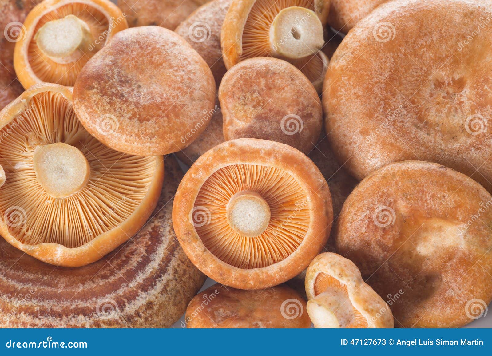 Saffron Milk Caps or Lactarius Deliciosus Stock Image - Image of ...