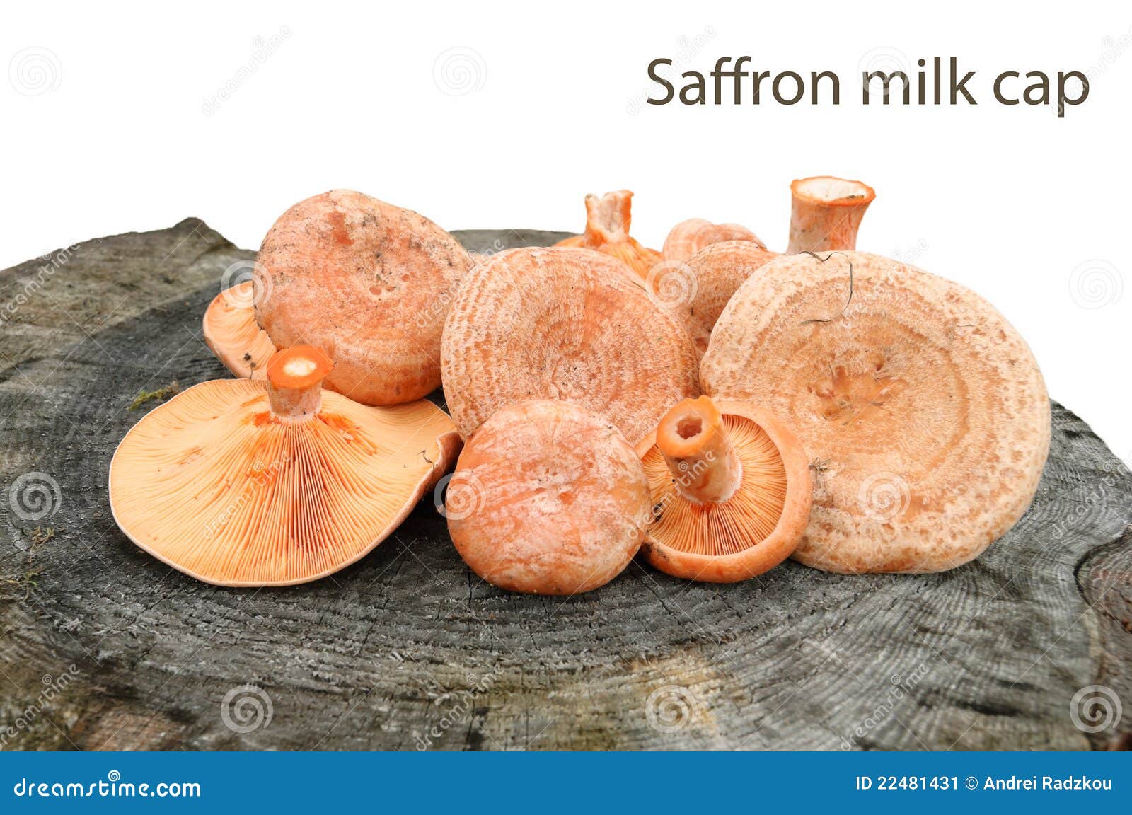 Saffron Milk Caps or Red Pine Mushroom Stock Image - Image of delicious ...