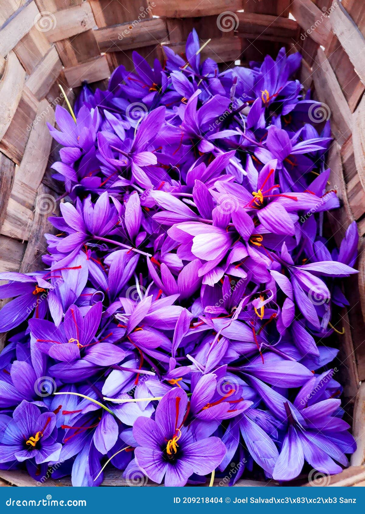 Saffron Plant Collected in Wicker Basket Stock Photo - Image of cook ...