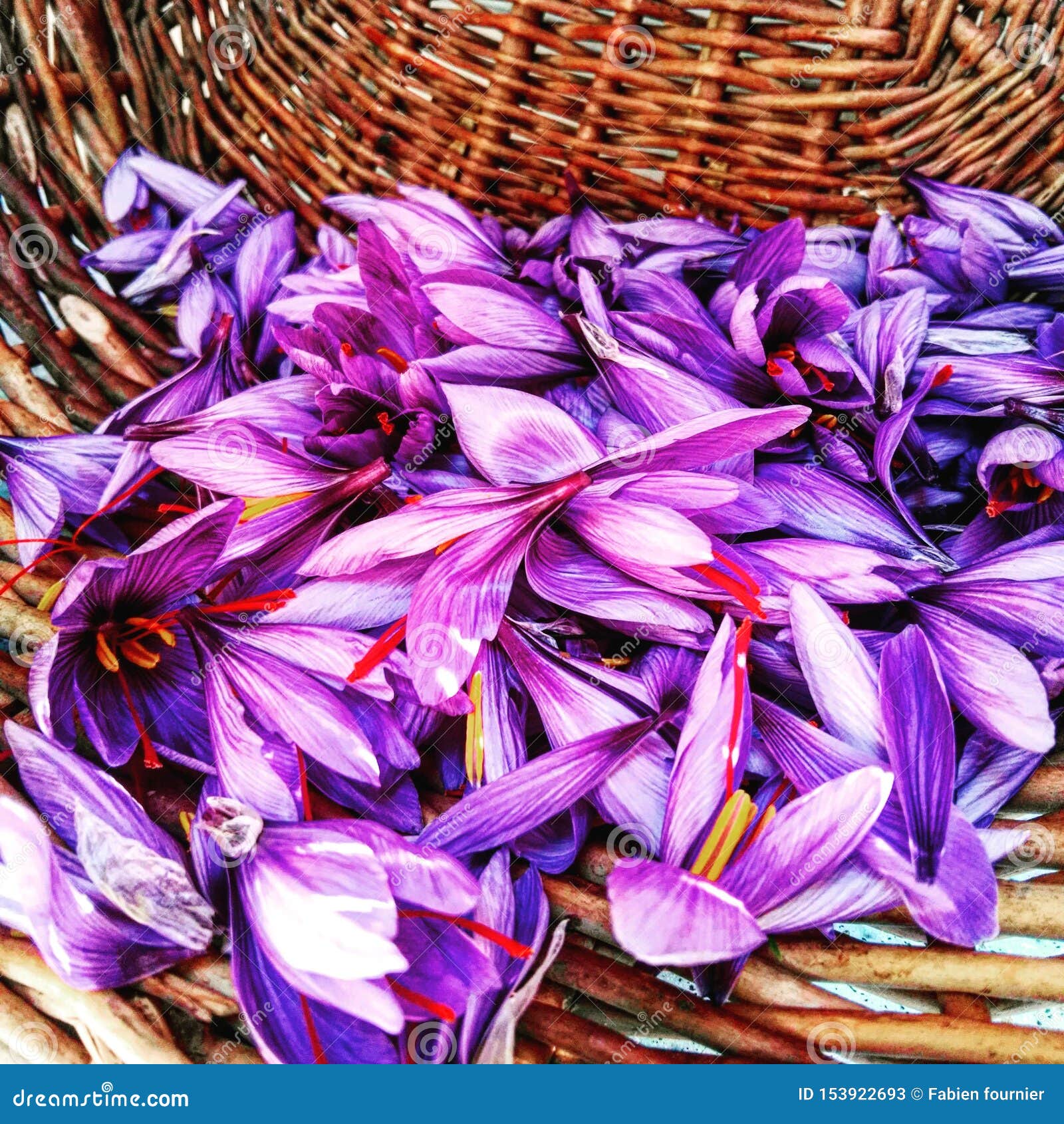Saffron stock image. Image of saffron, color, picking - 153922693
