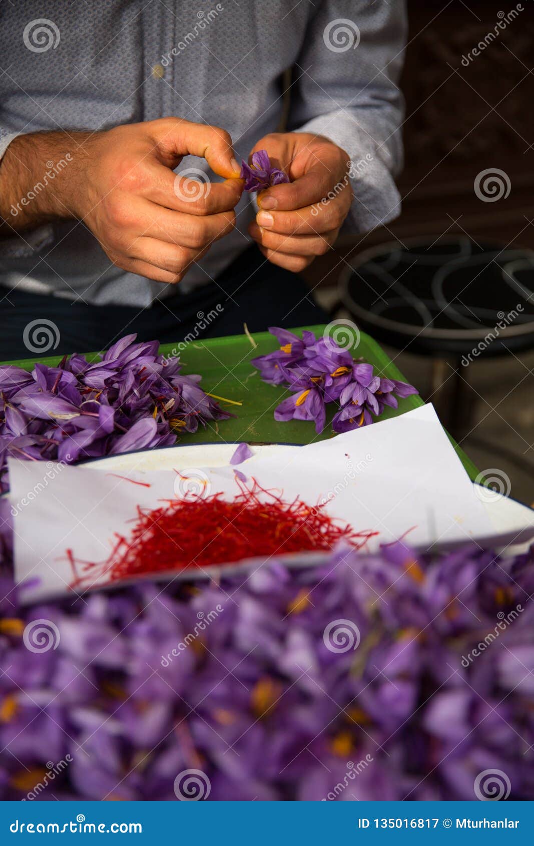Saffron Crocus Turkey Stock Photos - Free & Royalty-Free Stock Photos ...