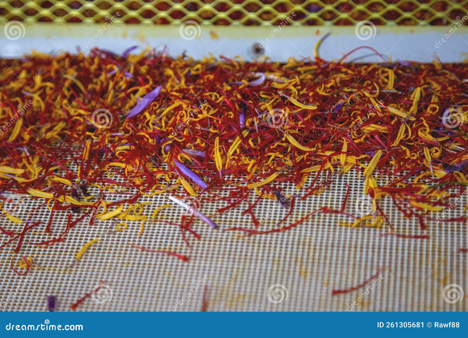 Saffron Separation Process, Crocus Threads Pile on Separator, Close Up ...