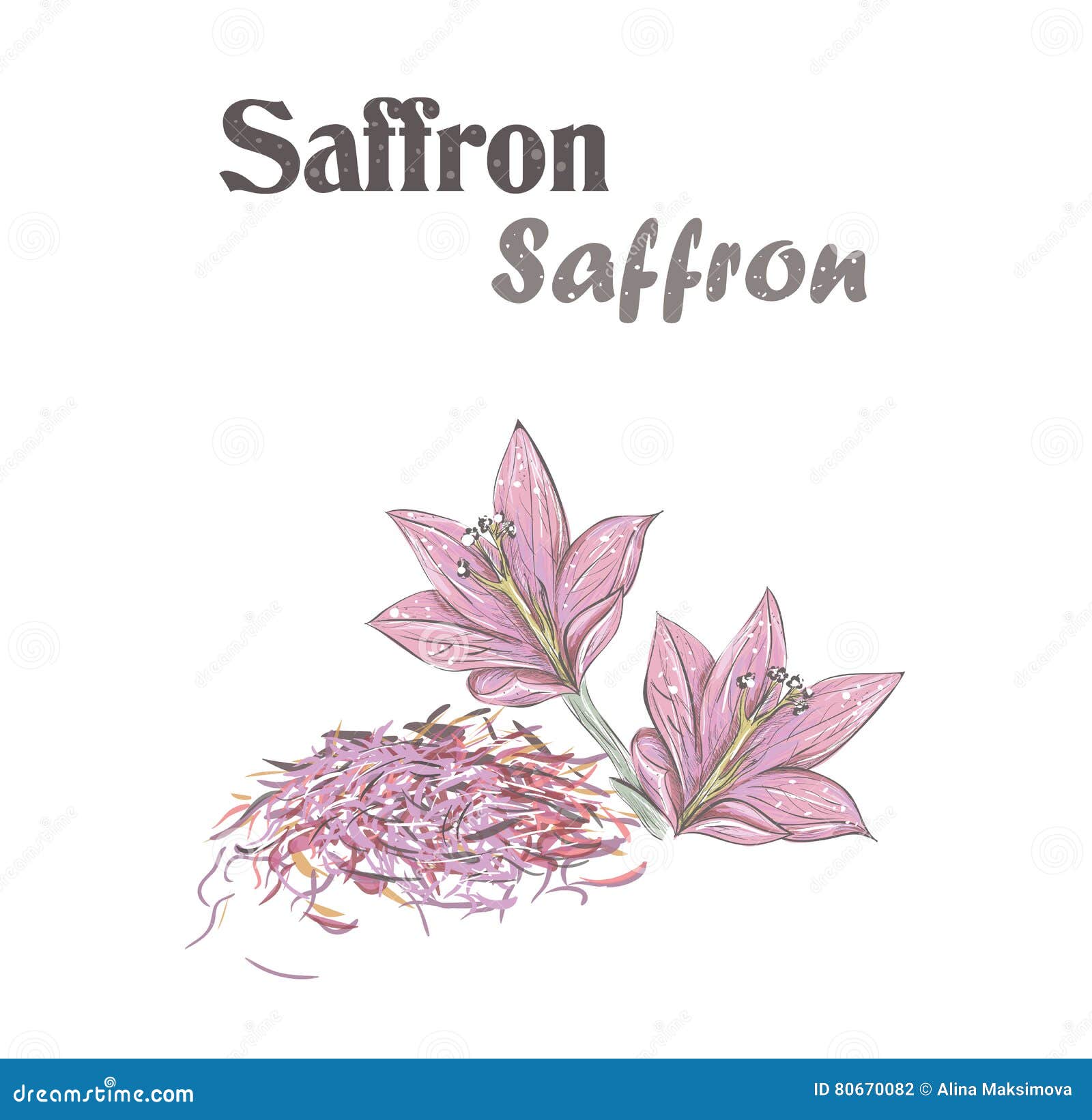 Saffron Spice. Crocus Flower Stock Vector - Illustration of saffron ...