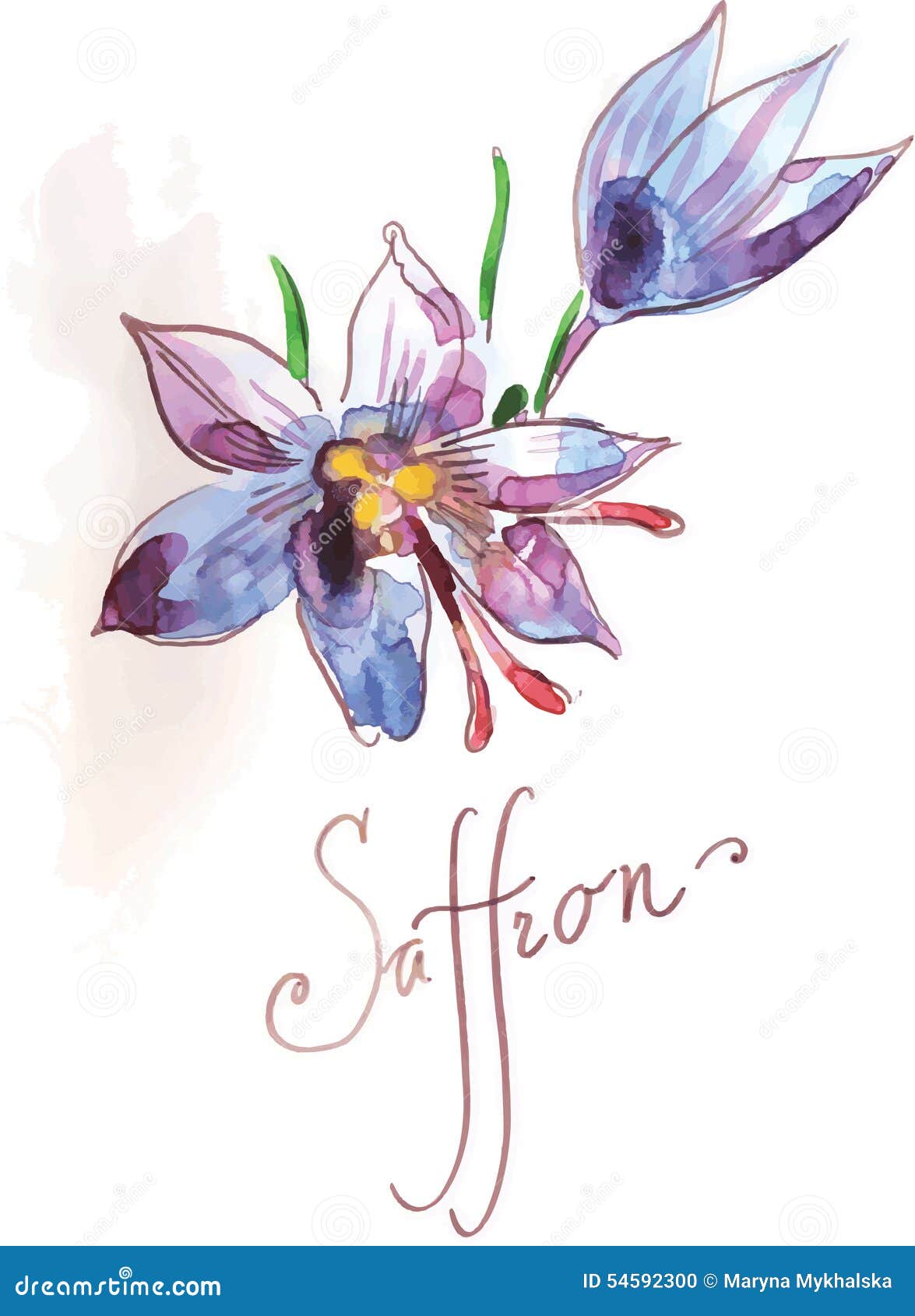 Saffron Hand Drawn Realistic Sketch Cartoon Vector | CartoonDealer.com ...