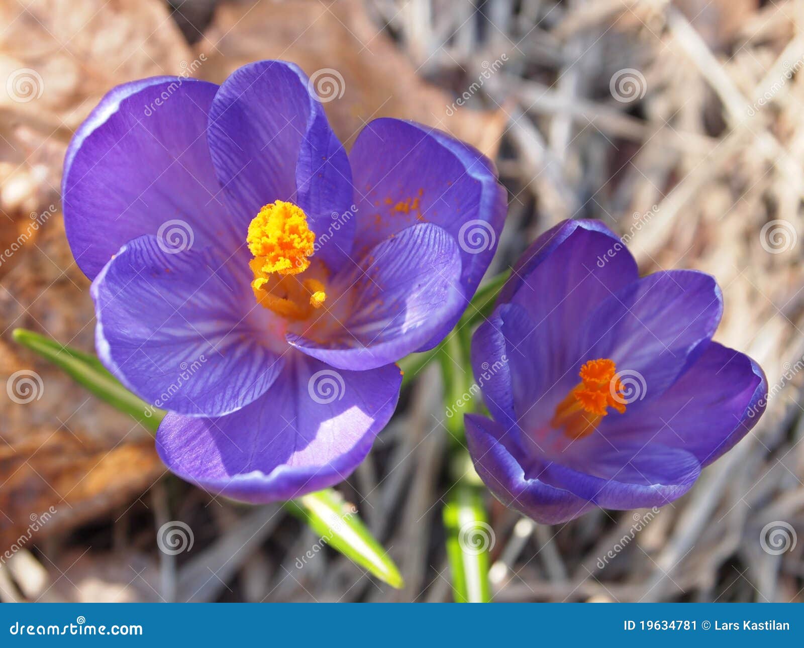 Safran image stock. Image du floraison, couleurs, ressort - 19634781