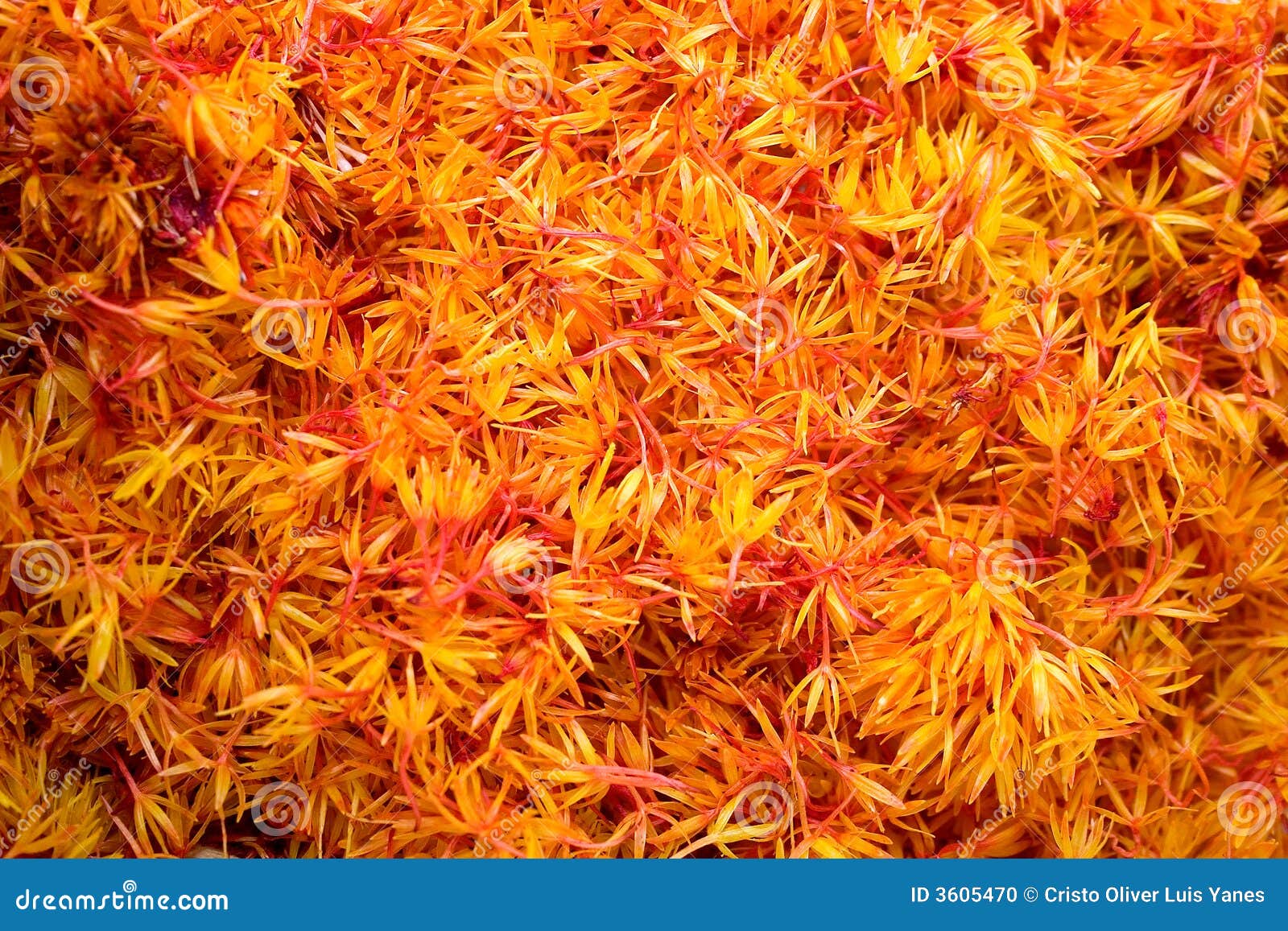 Safran photo stock. Image du coloration, texture, végétarien - 3605470