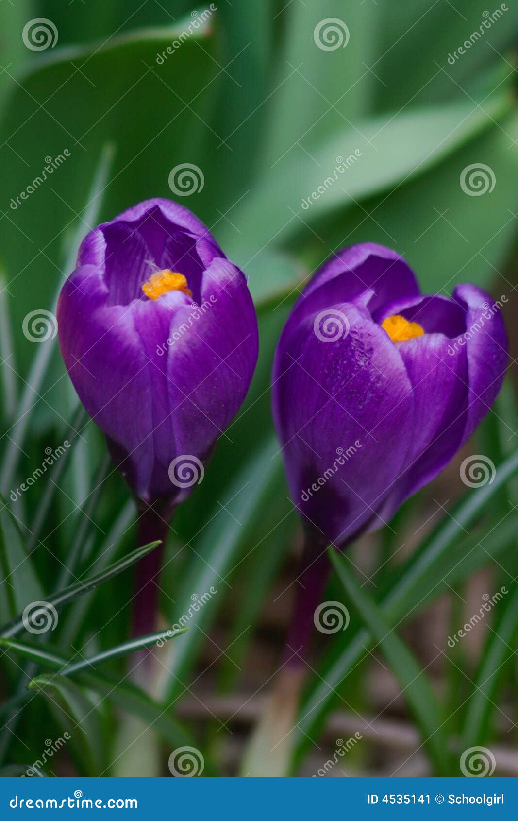 Safran image stock. Image du safran, éclat, jardin, jaune - 4535141