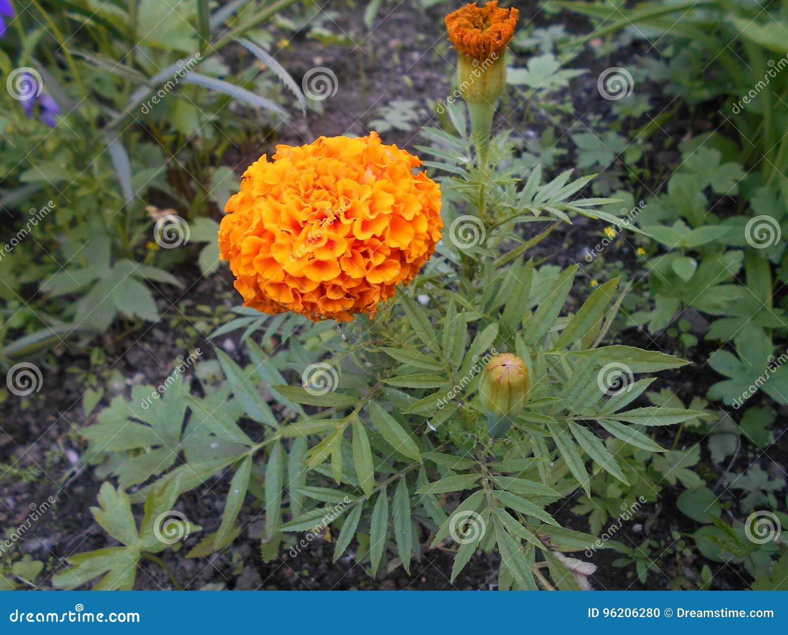 Safran photo stock. Image du couleur, divertissement - 96206280