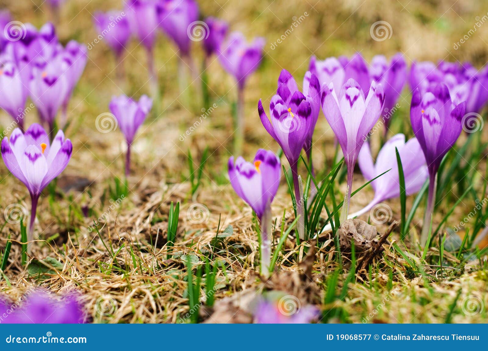 Safran blooming stock image. Image of fresh, blooming - 19068577