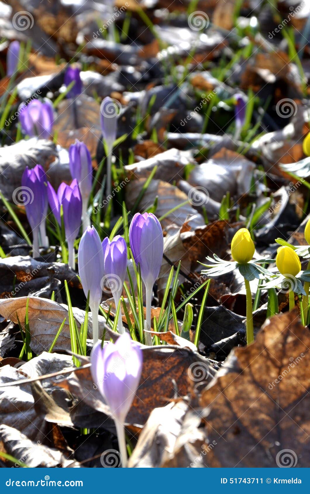 Safran crocus stock image. Image of garden, leaf, flower - 51743711