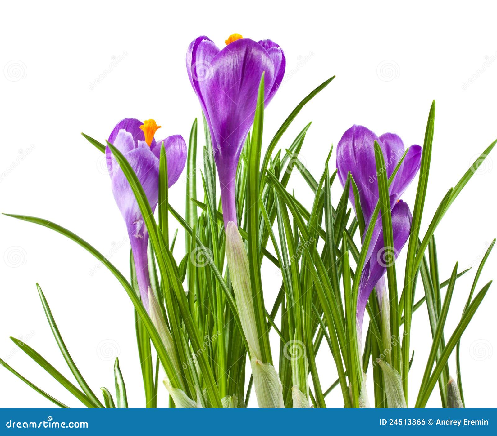 Safran de source photo stock. Image du safran, fond, jardin - 24513366