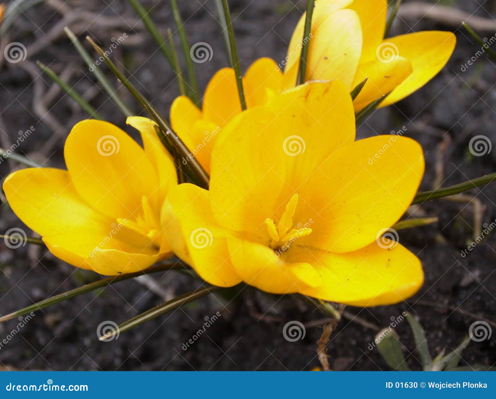 Safran Jaune - La Source Est Prochain #4 Photo stock - Image of nature ...