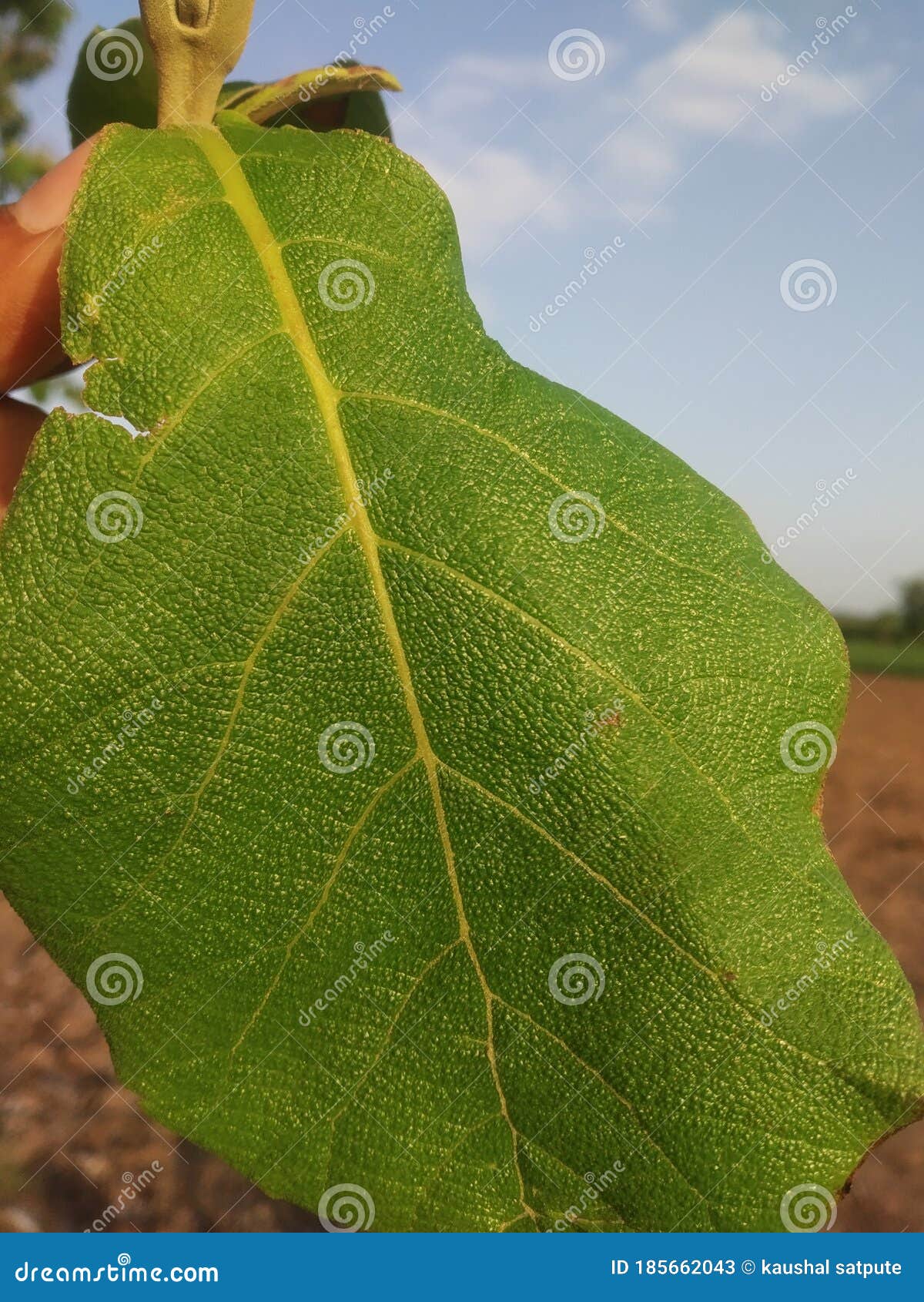 Sag Tree Green Leaf stock image. Image of deciduous - 185662043
