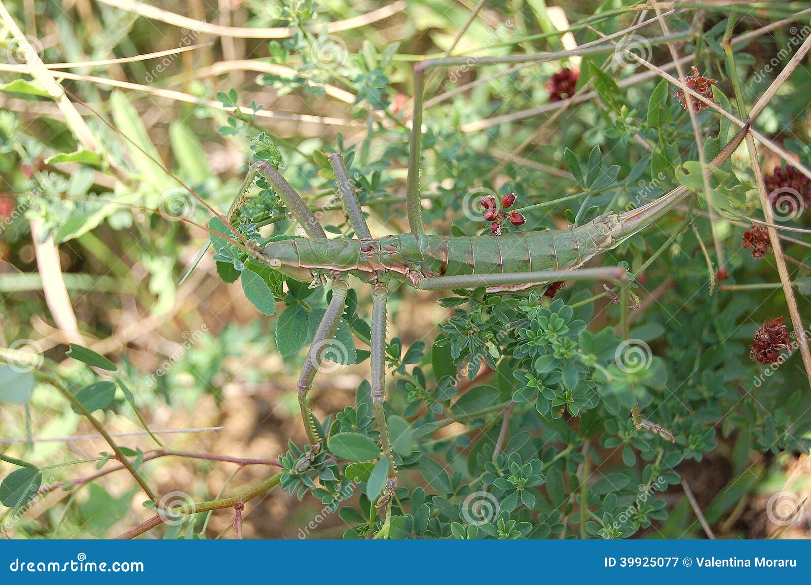 Saga pedo stock image. Image of portrait, close, camouflage - 39925077