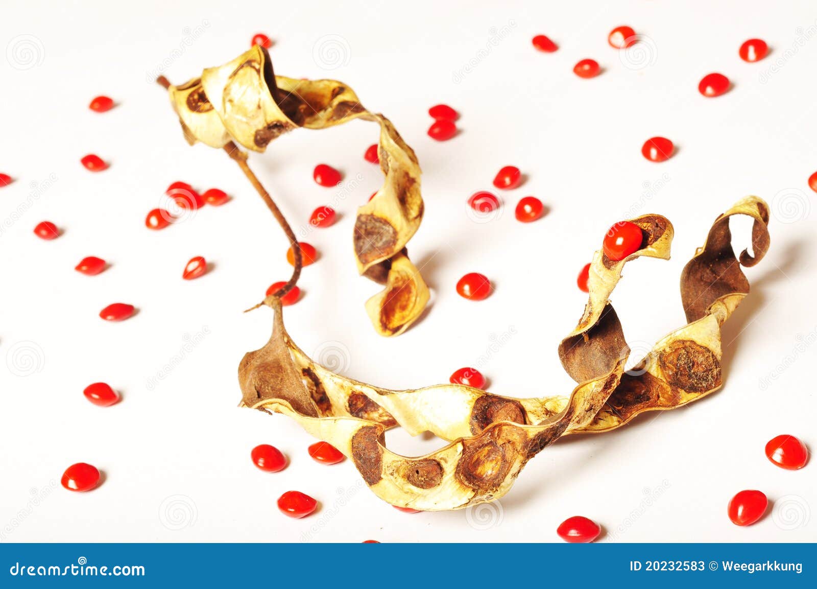 Saga Seed - only 1 left stock image. Image of ring, shape - 20232583