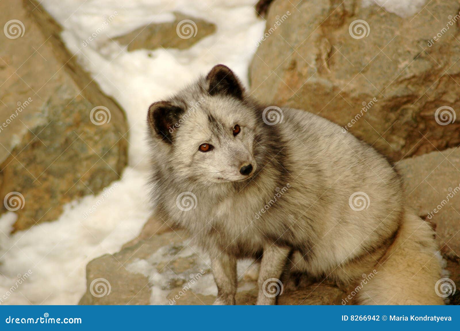 Sagacious Look. Arctic Fox. Stock Photo - Image of look, clever: 8266942