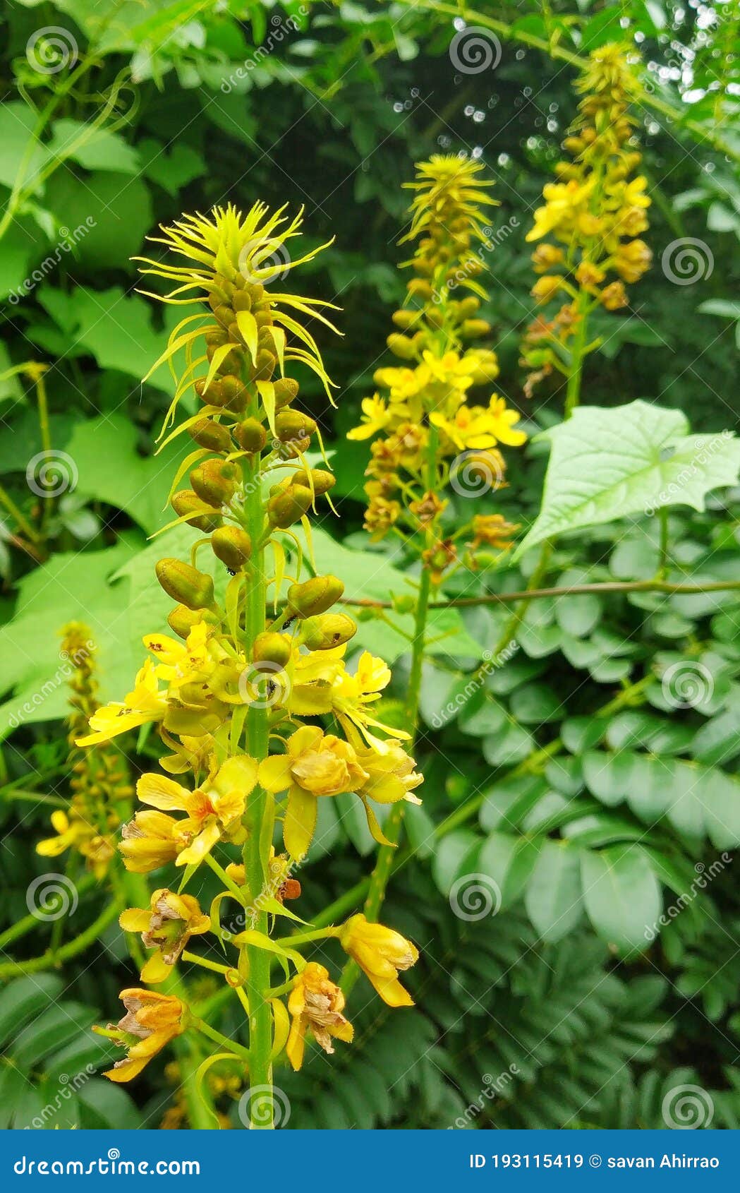 SAGARGOTI FLOWER stock image. Image of yellow, sagargoti - 193115419
