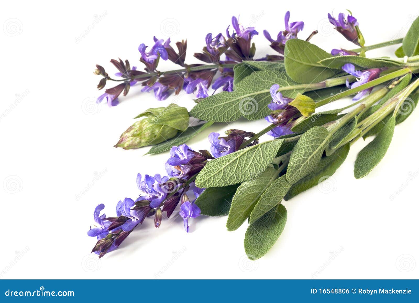 Sage stock photo. Image of horizontal, white, background - 16548806
