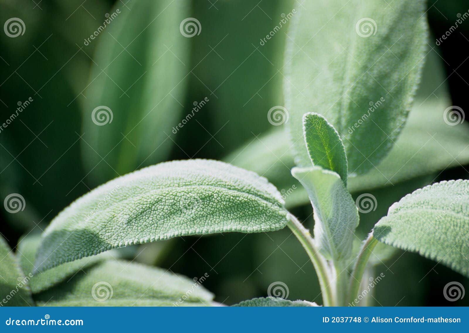 Sage stock photo. Image of colour, herb, garden, agriculture - 2037748