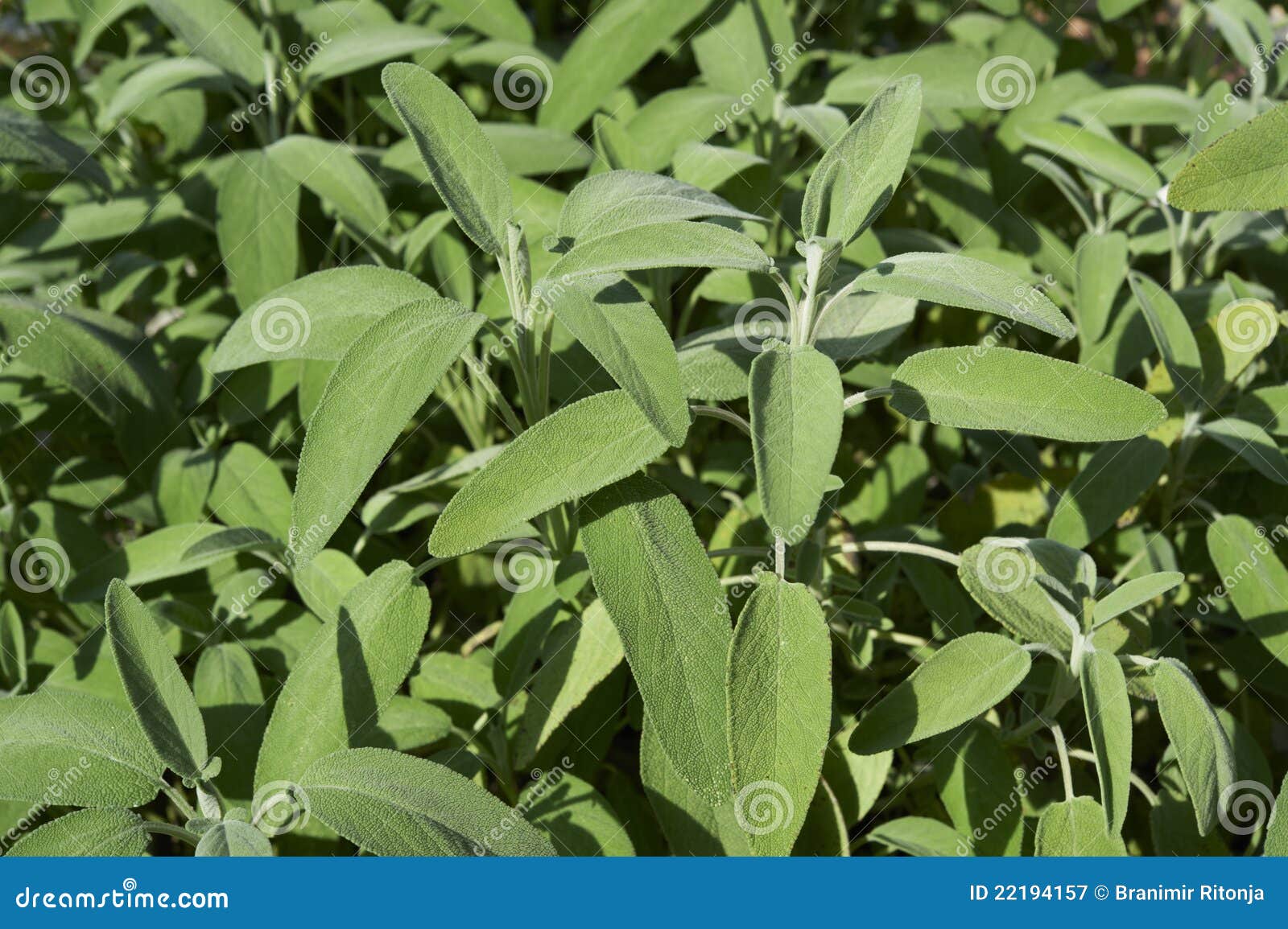 Sage stock image. Image of plant, leaves, sage, food - 22194157