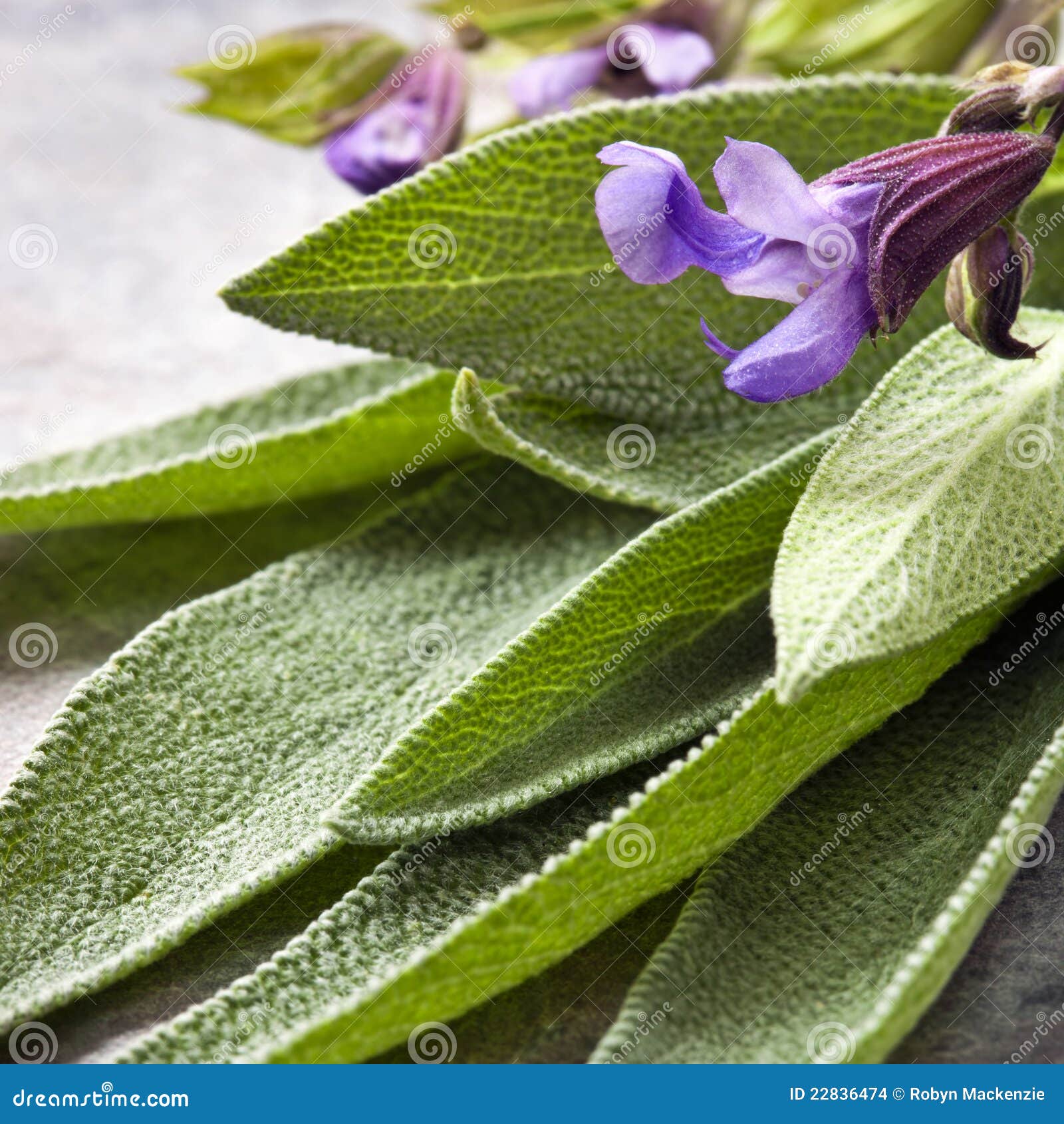 728 Sage Square Stock Photos - Free & Royalty-Free Stock Photos from ...