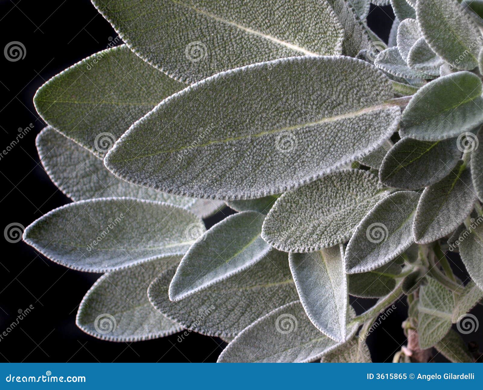 Sage stock image. Image of green, sage, leaves, leaf, seasoning - 3615865