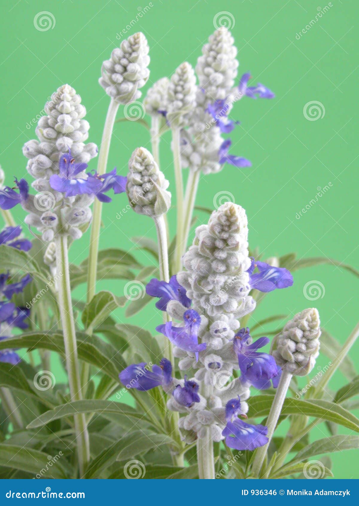 Sage stock photo. Image of herbal, leaf, culinary, aroma - 936346