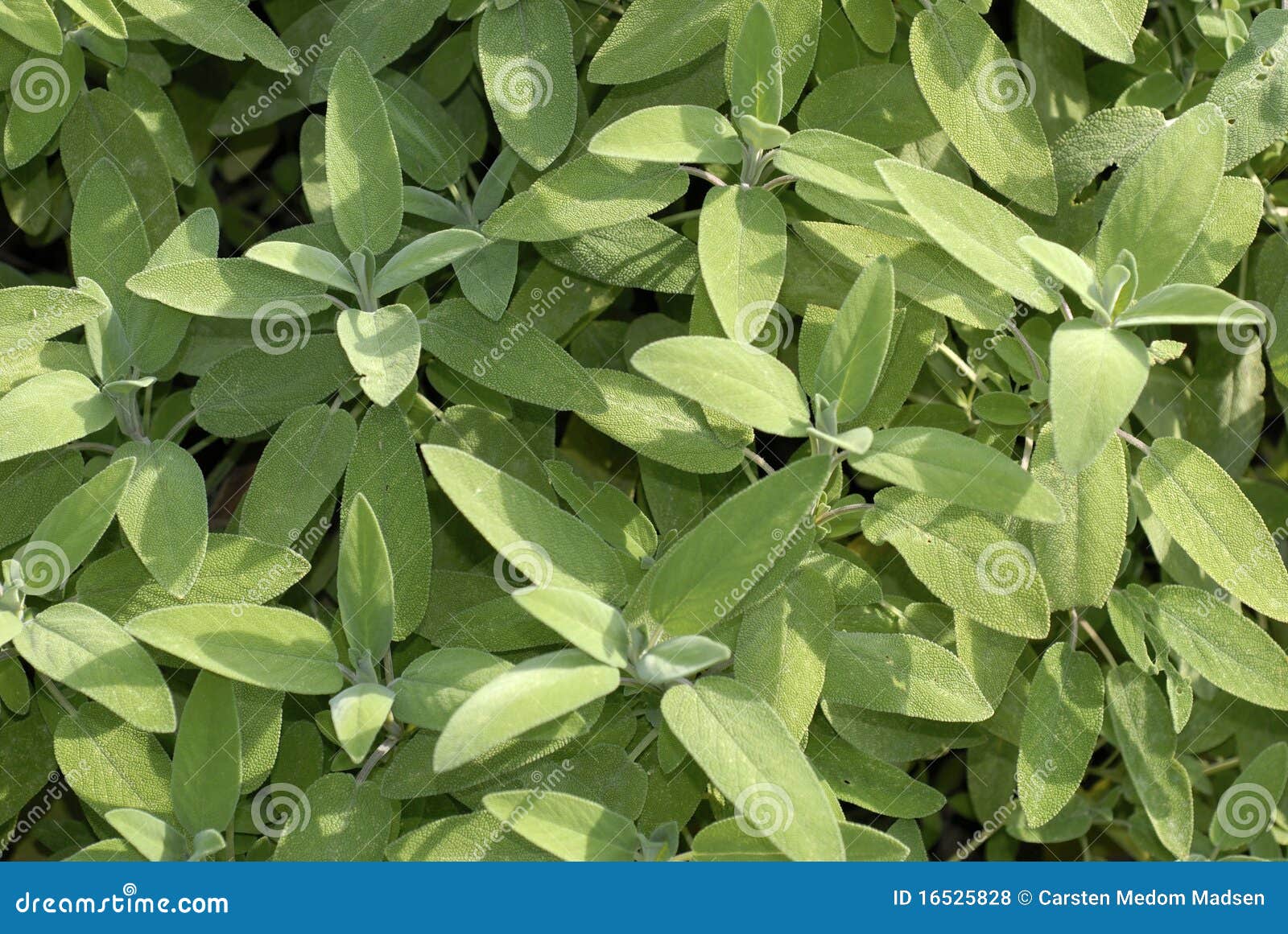 Sage all over stock photo. Image of herbal, natural, sage - 16525828