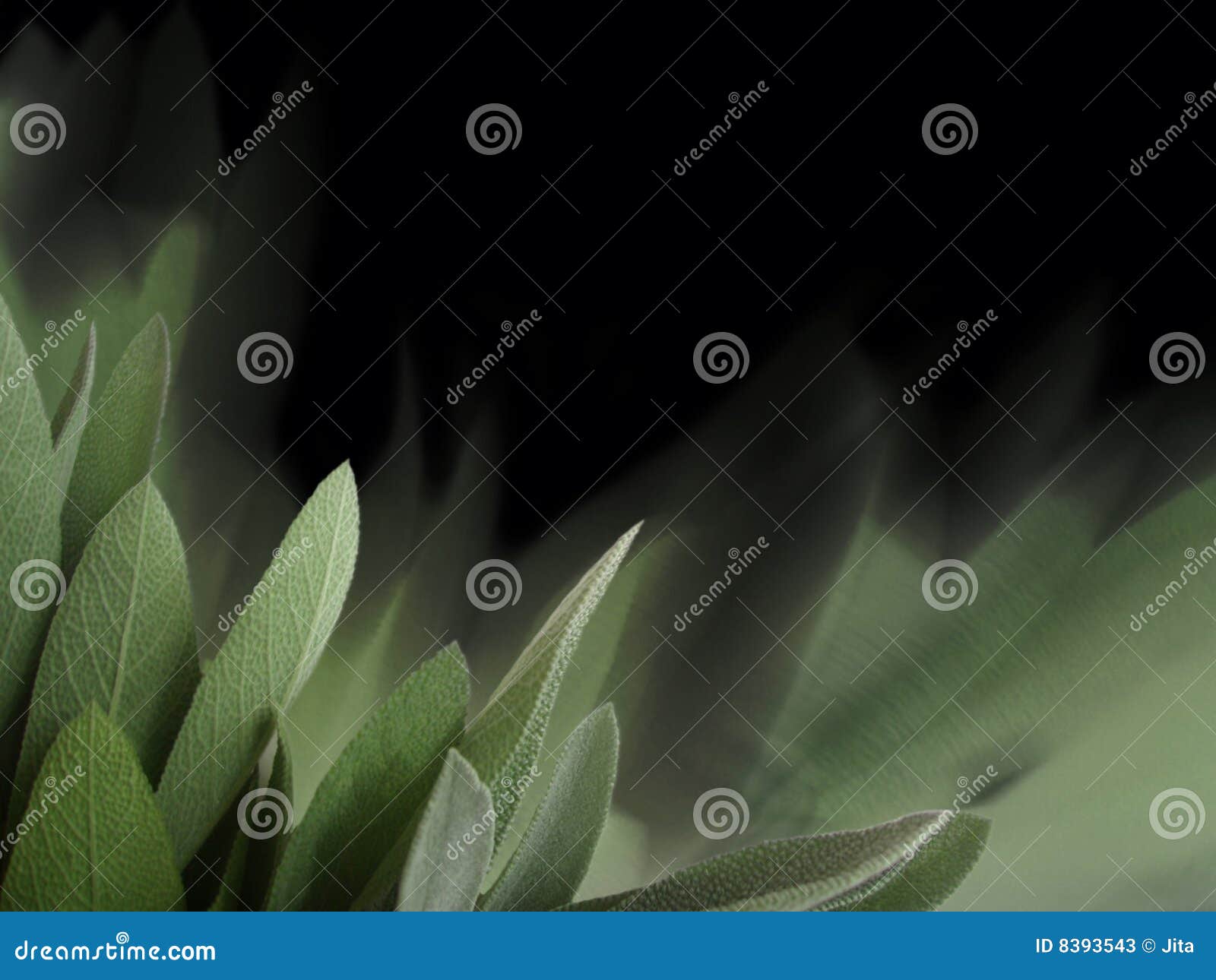 Sage background stock image. Image of flavor, detail, ingredient - 8393543