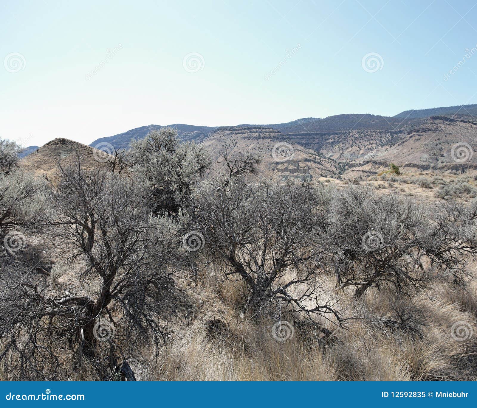 Sage Brush in a High Desert Landscape Stock Image - Image of bush, sage ...