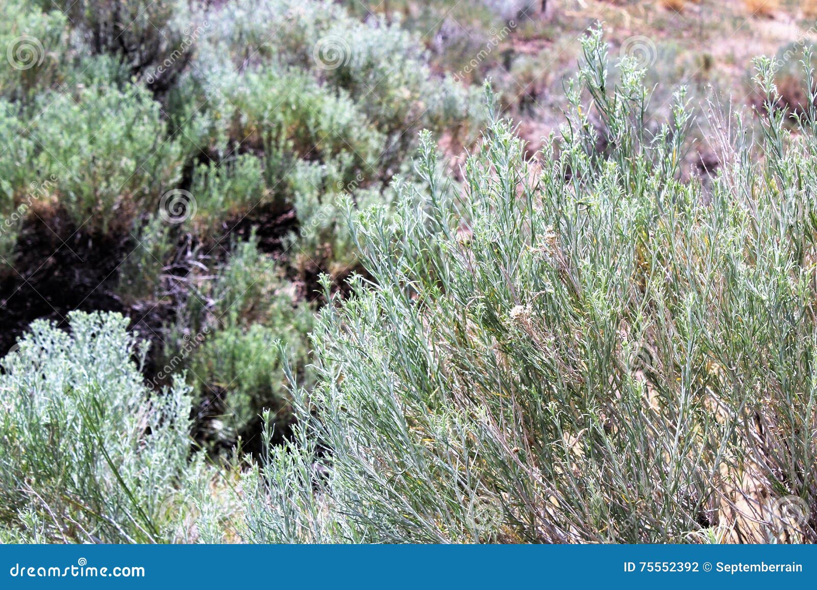 Sage brush stock photo. Image of outdoor, land, mountains - 75552392