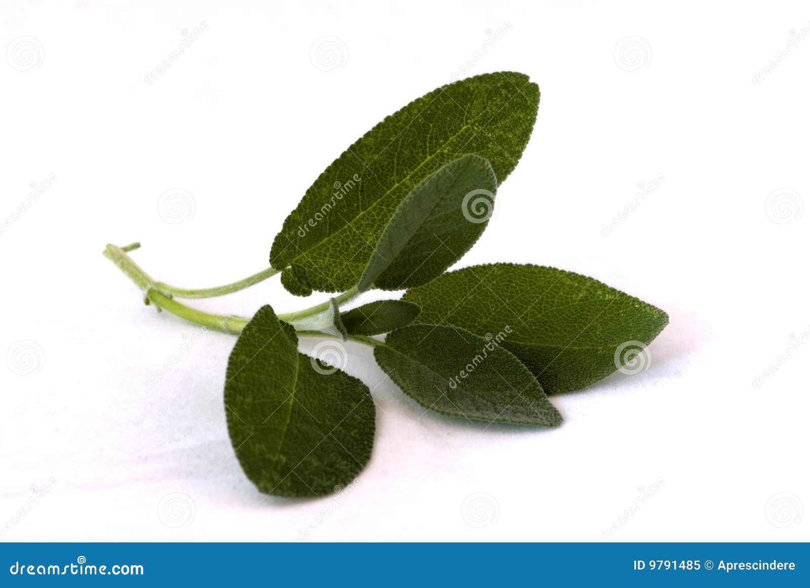 Sage bunch stock image. Image of health, natural, cuisine - 9791485