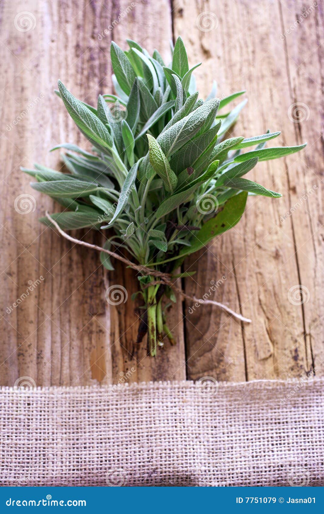 Sage Bundle Royalty-Free Stock Image | CartoonDealer.com #7751098