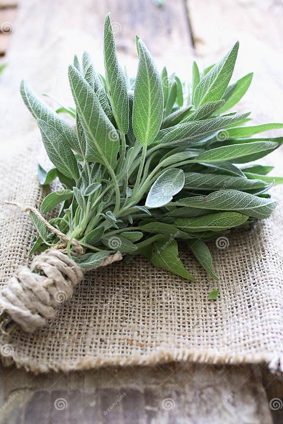 Sage bundle stock image. Image of natural, grown, decoration - 7751081
