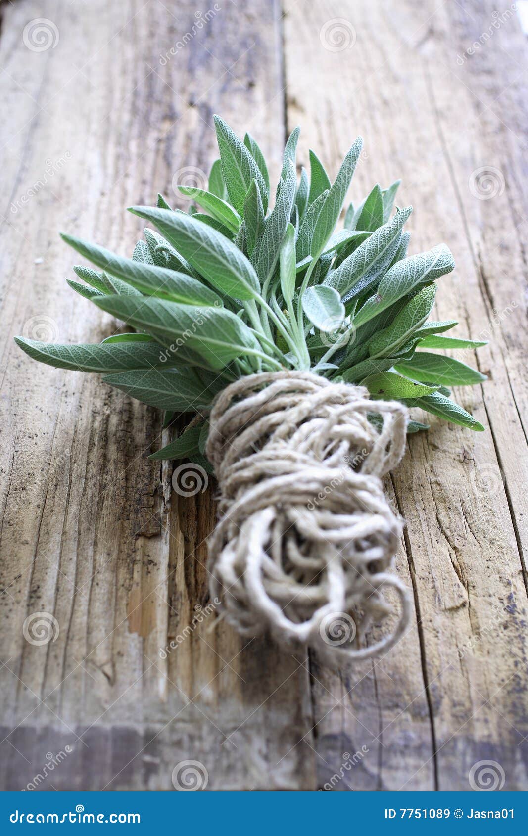 Sage Bundle Royalty-Free Stock Image | CartoonDealer.com #7751098