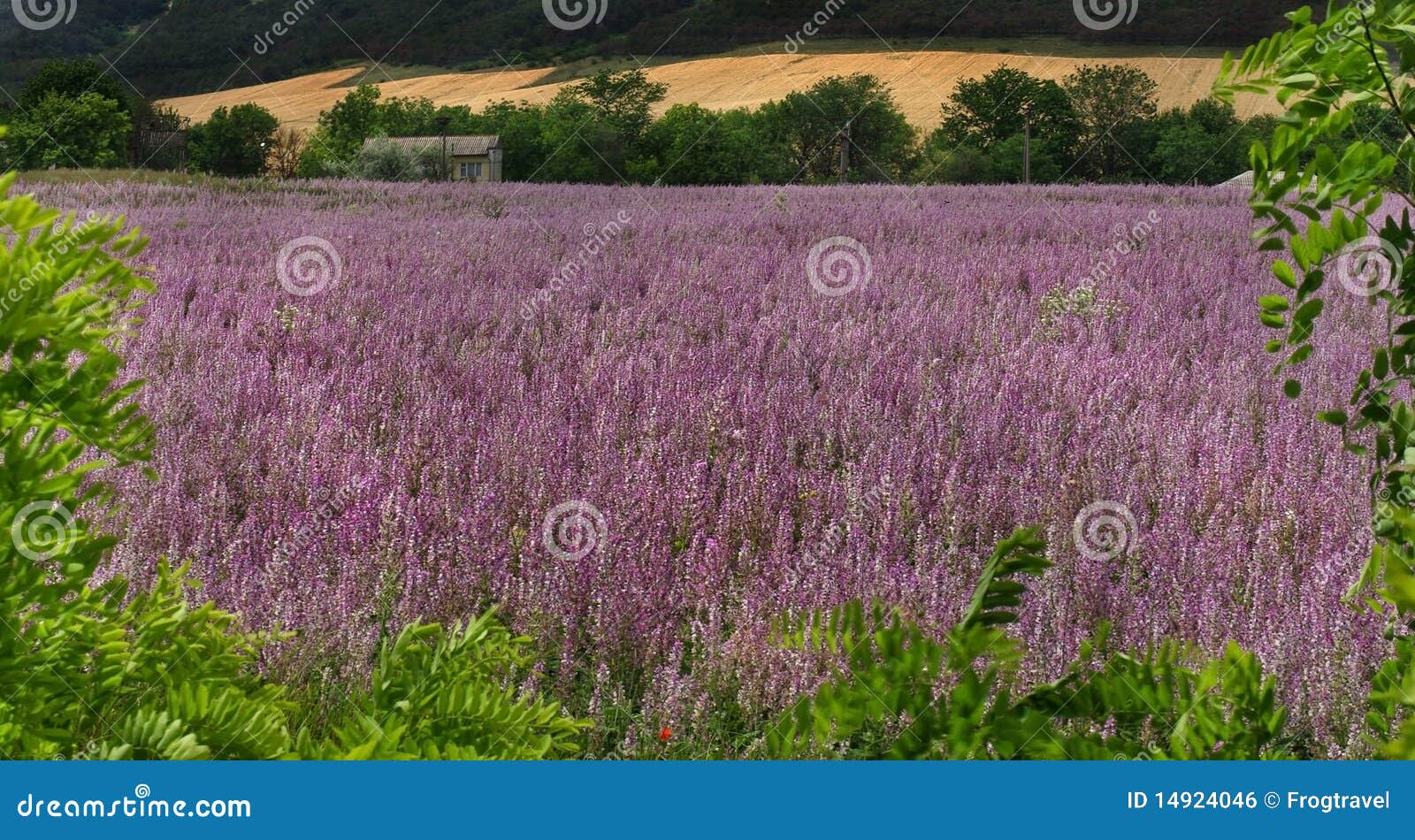 Sage field stock photo. Image of health, beauty, mediterranean - 14924046